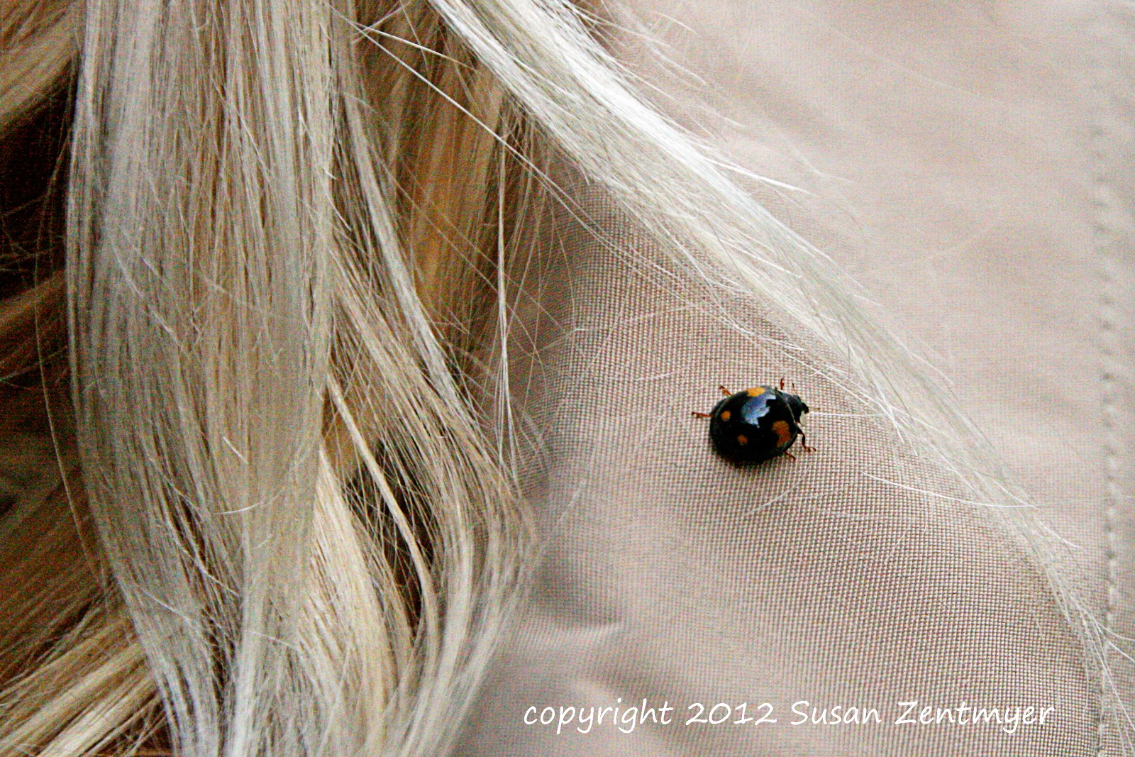San Diego Daily Photo: Reverse Ladybug on My Shoulder