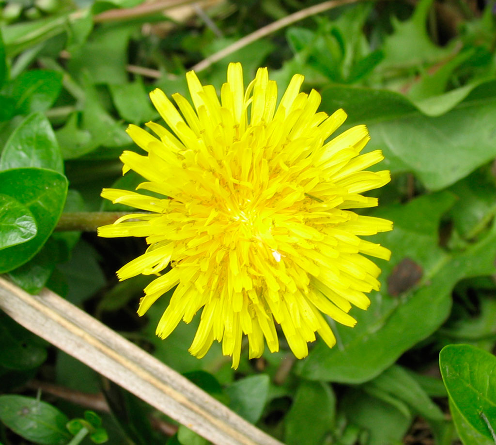 Poppular Photography: Spring Flowers in Indianapolis