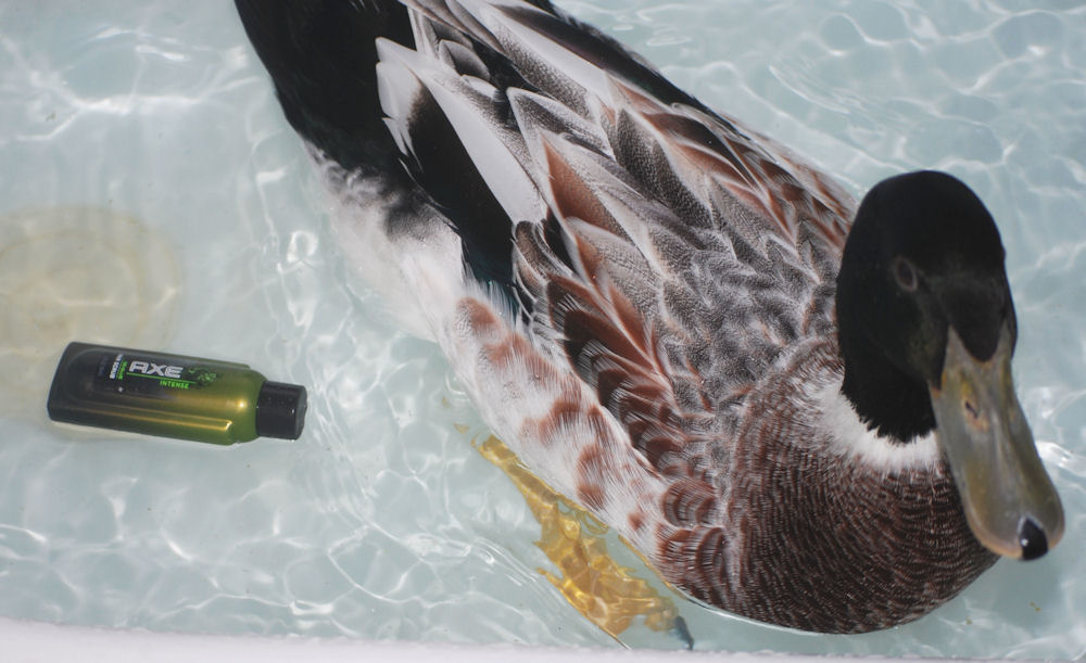 [[insert bad duck pun here]]