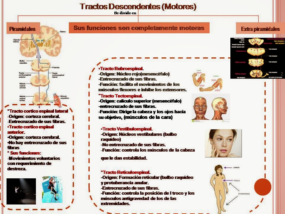 TRACTOS DE LA MÉDULA ESPINAL. | Blog de Fisiología Médica