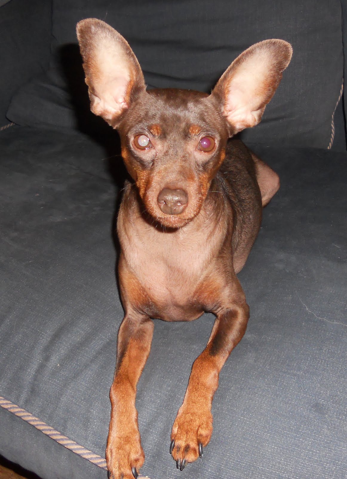 Who Rescued Whom?: Anubis