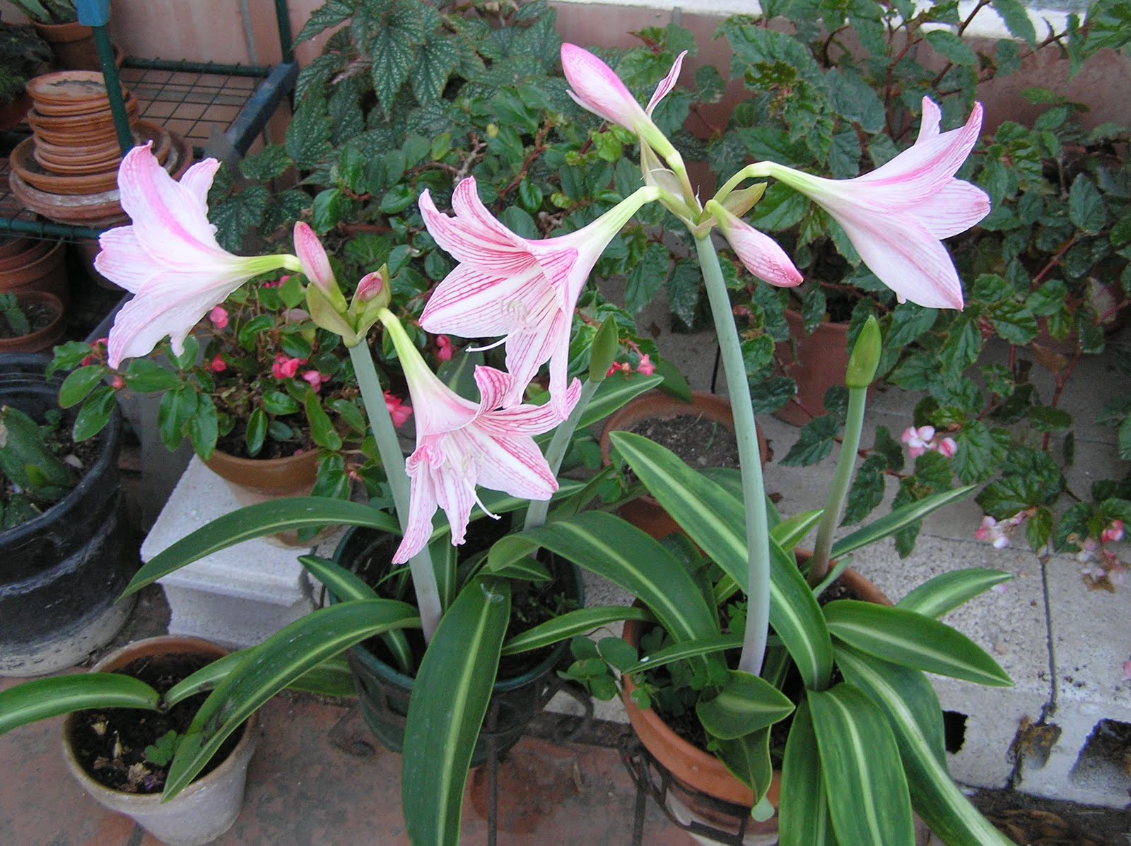 Un jardín en Málaga: Hippeastrum reticulatum stratifolium
