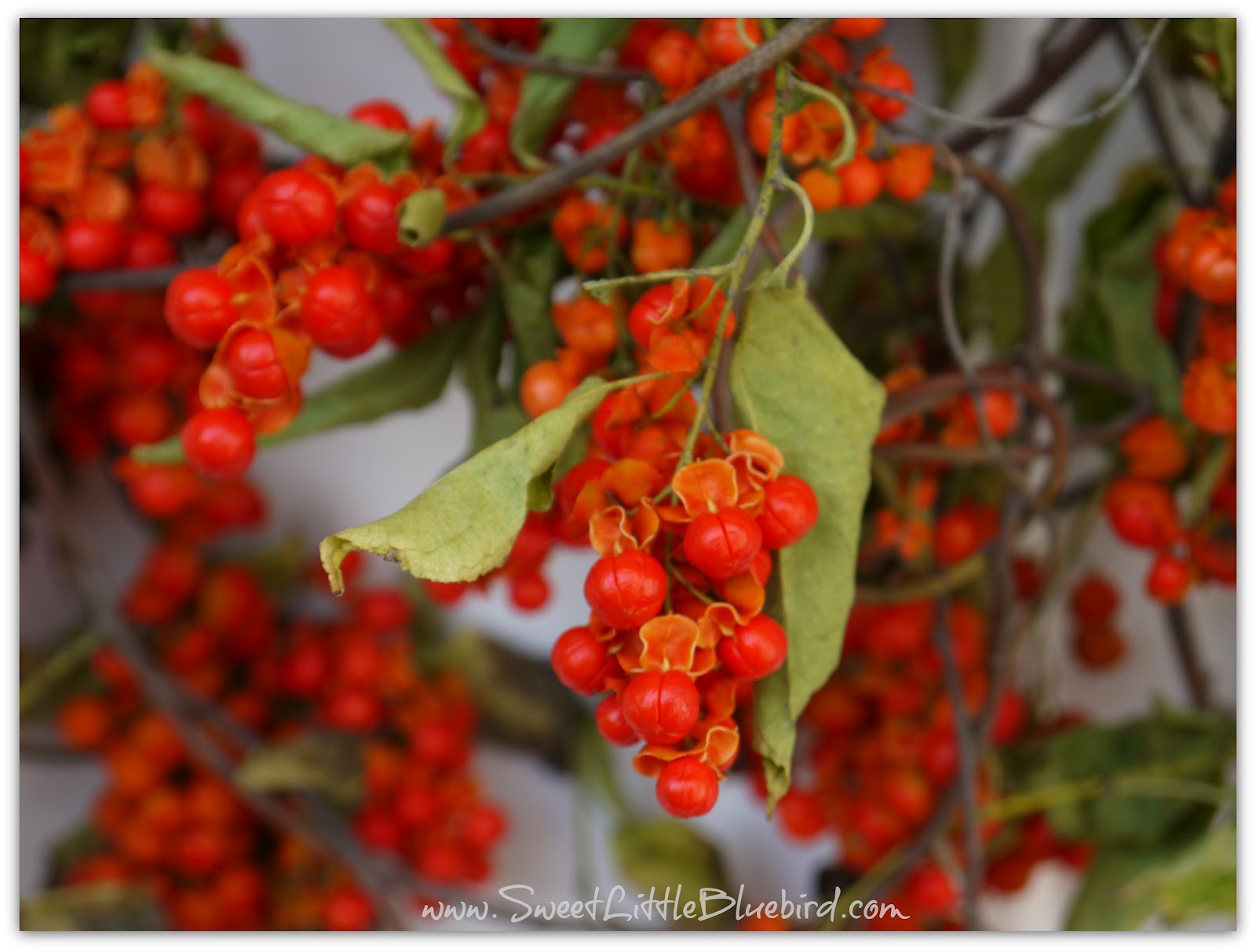 Bittersweet Berries and Vines Swag Wreath - Sweet Little Bluebird