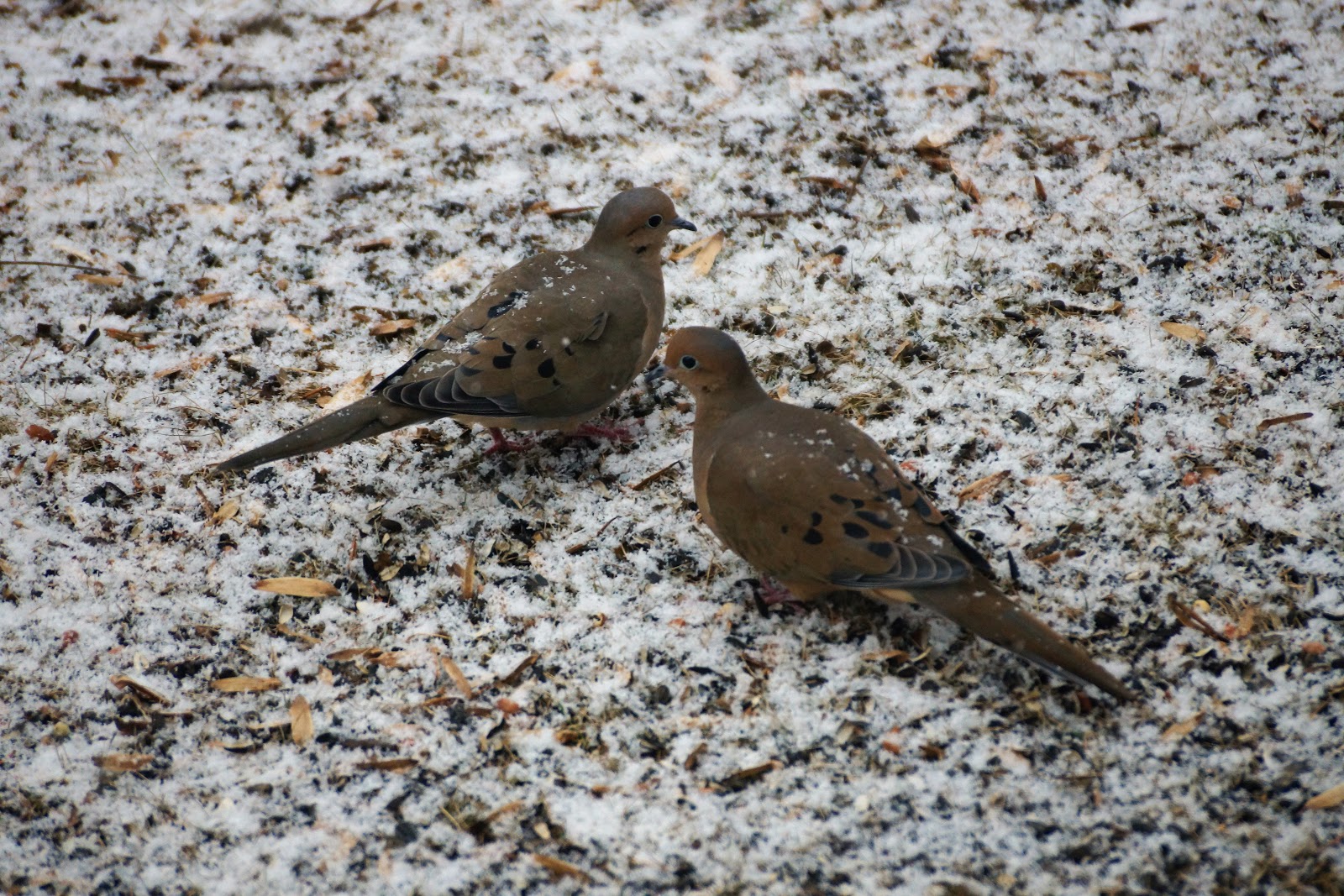 The Greenbelt: Snowbirds