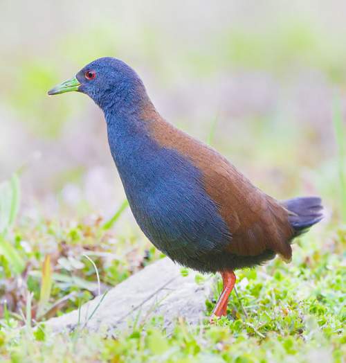 Black-tailed crake | Birds of India | Bird World