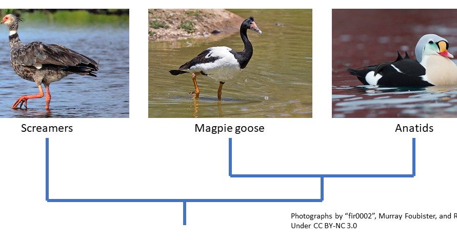 Raptormaniacs: Conflicto and the Evolution of Waterfowl