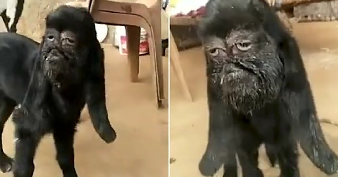 WORLD NEWS: Mutant Goat Born With ‘Human’ Face Being Worshiped Like A ...