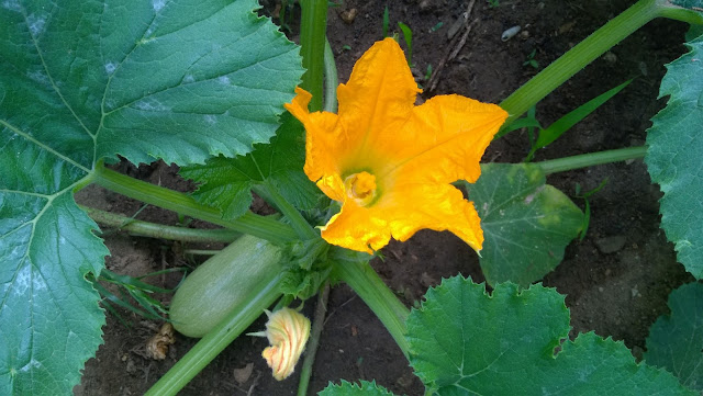 How To Grow Organic Courgettes