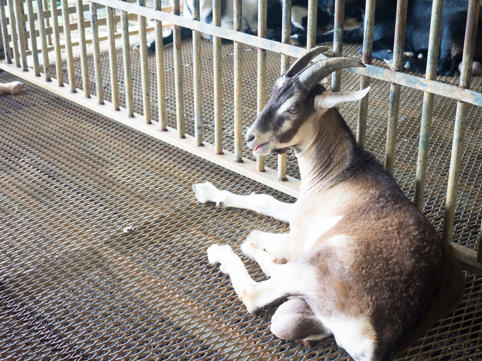 Hay Dairies - Singapore Goat Farm Review - TheWackyDuo.com - Singapore ...