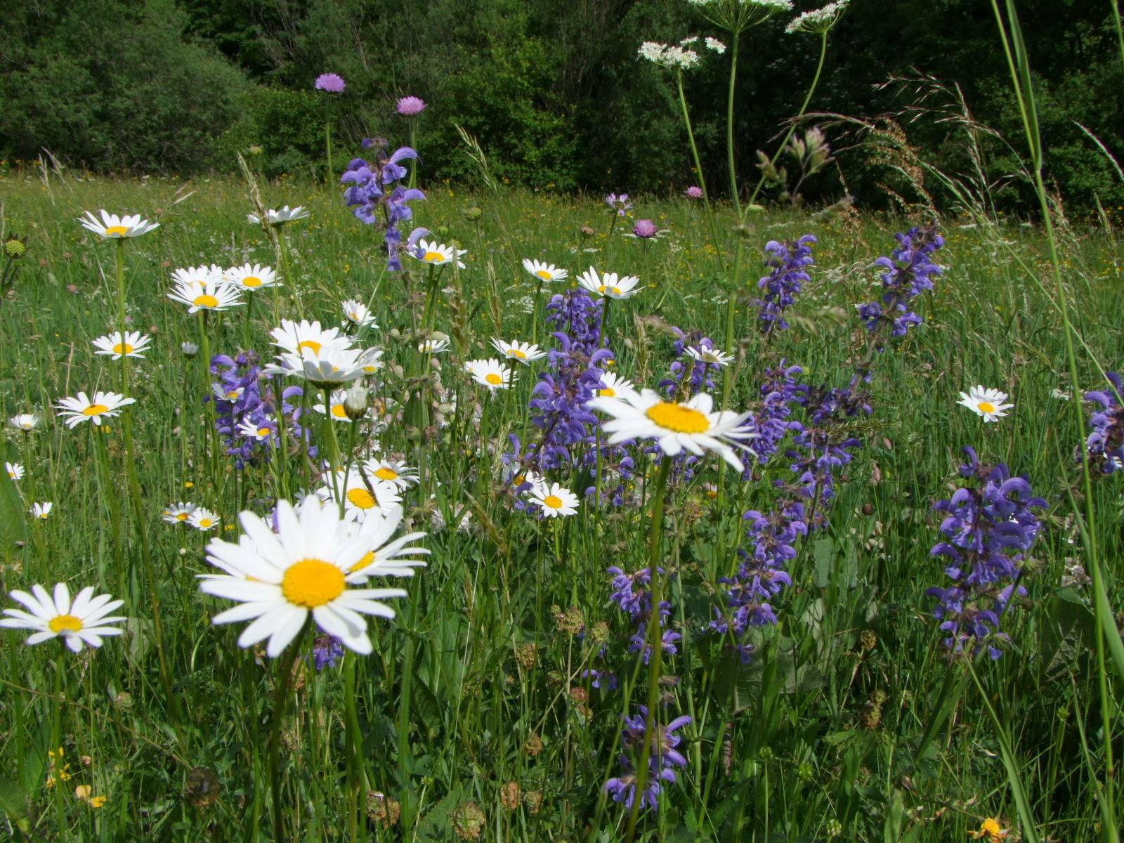 Kalendar branja ljekovitih biljaka, saznajte kada se šta bere