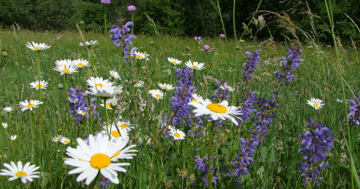 Kalendar branja ljekovitih biljaka, saznajte kada se šta bere