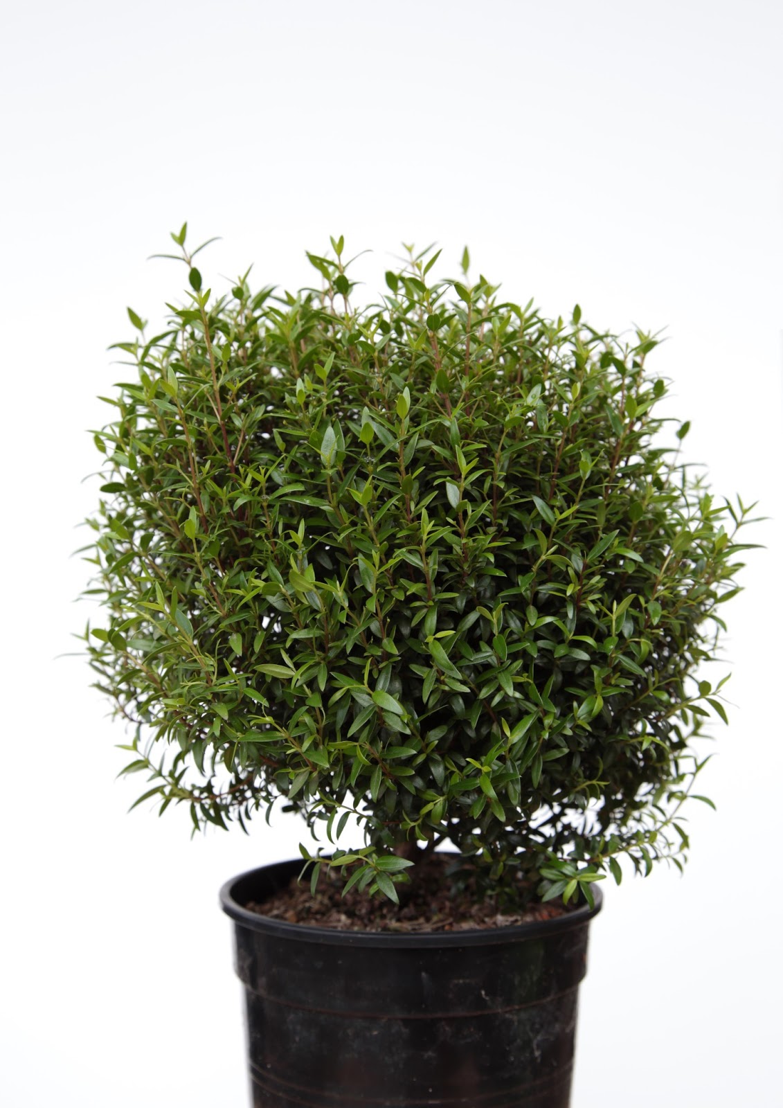 my gardening archive: common myrtle // true myrtle