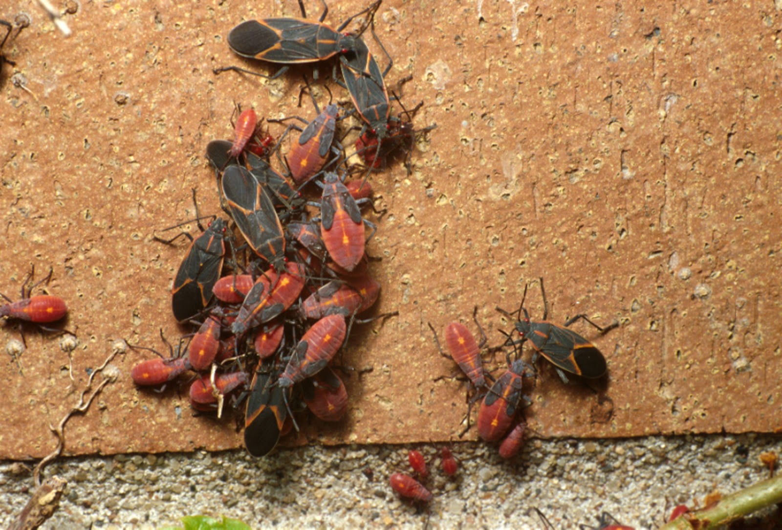 DIYlawntime: Box Elder Bugs