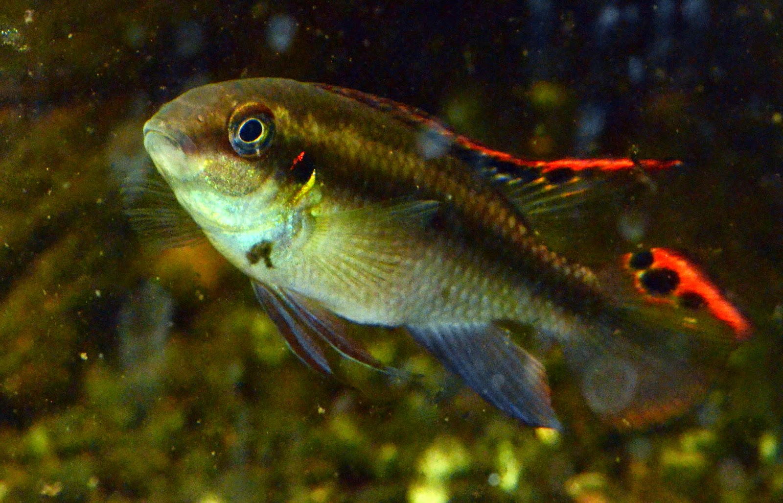 KRIBENSIS FISH photos - wallpapers | the fun bank