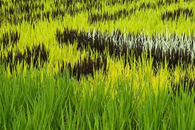 Stunning Rice Field Art：emBroider88