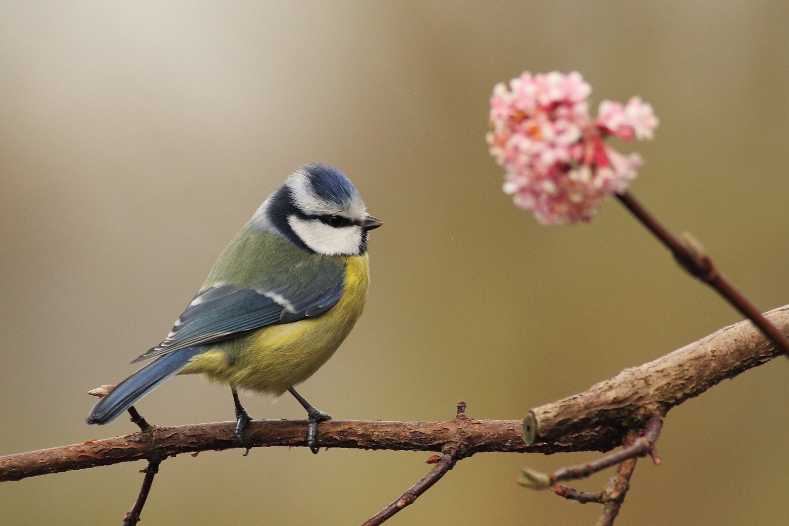 Natuurfotodagboek van Gerard Roest: Mezen fotograferen