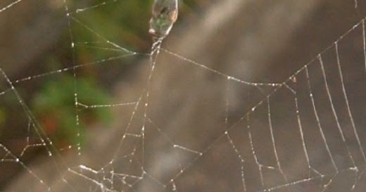 How do spiders build their webs? |The Green Bard