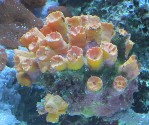 Shipp Marine Aquarium