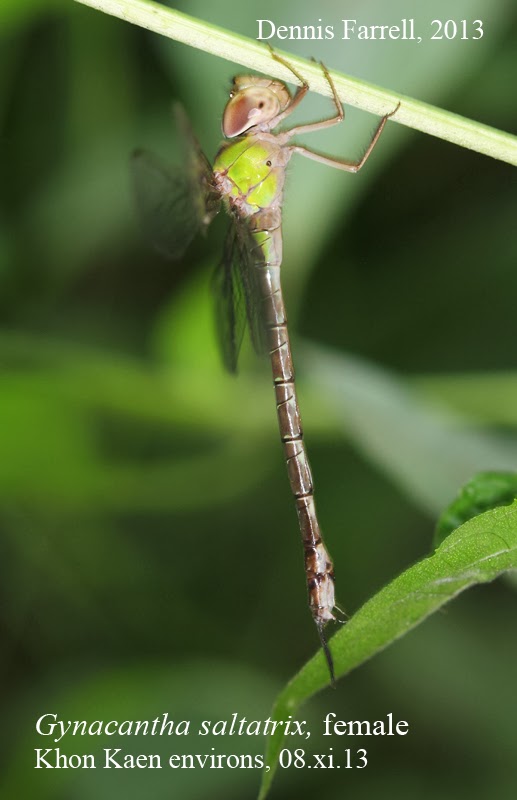 Dragonflies & damselflies of Thailand: 148. Gynacantha saltatrix ...
