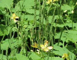 Kako Liječiti: Rosopas