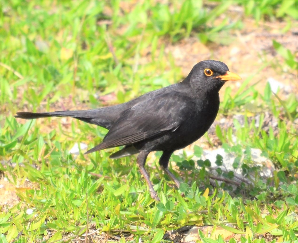 Imagens da vida animal: Melro-preto (Turdus merula)