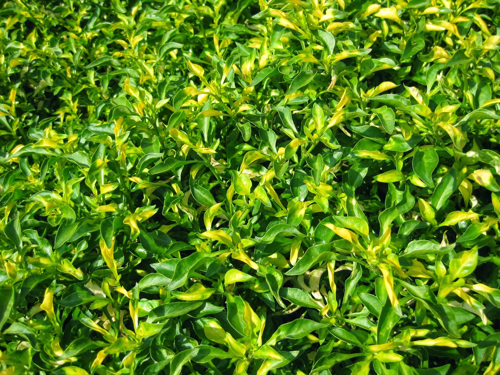 Rotary Botanical Gardens - Hort Blog: Awesome Alternantheras