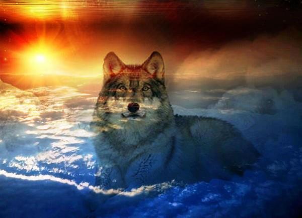 a modern and primitive bushcraft survivalist: Ghost Wolf Survival School