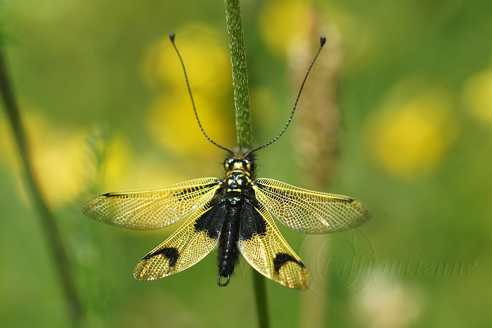 Photo Nature Lilliputienne (macrophotographies): Libelloides ...