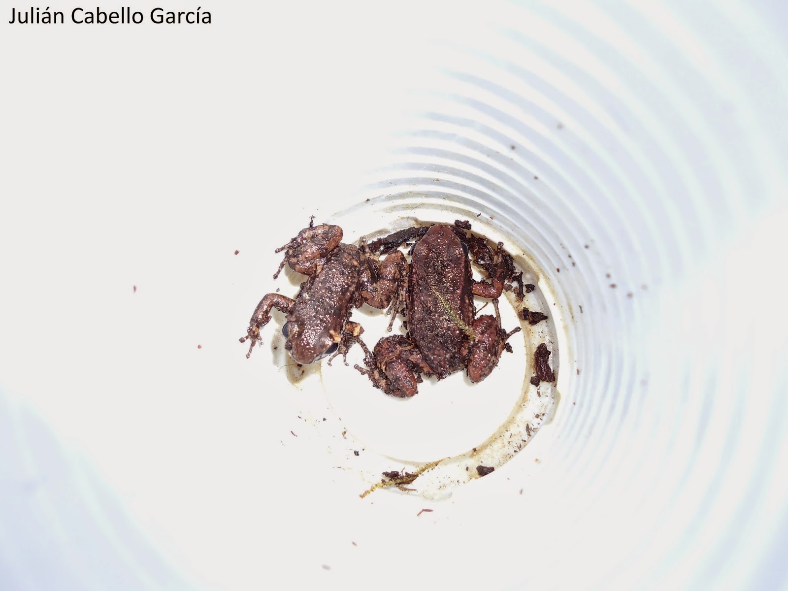 Dendroland: Diario de un Sapito Niñero Oriental (Colostethus Mandelorum)