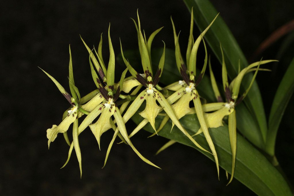 Brassia angusta orchid plant care and culture | Travaldo's blog