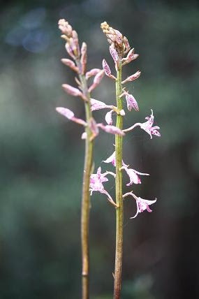 Try growing: native orchids | Growing Illawarra Natives