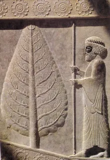 Uppersia Iran Travel blog: The Iranian cypresses.