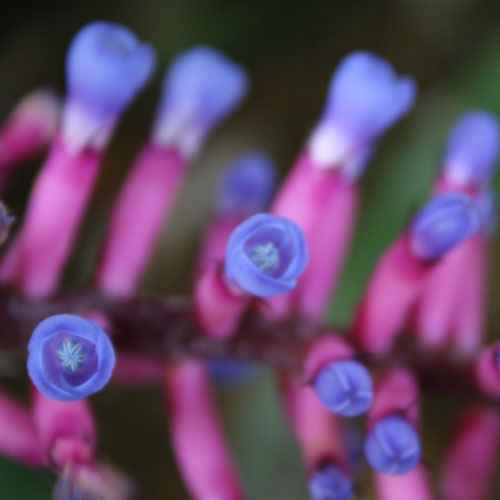 The Rainforest Garden: Aechmea Cylindrata, or Aechmea Gamosepala?