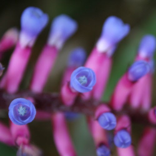 The Rainforest Garden: Aechmea Cylindrata, or Aechmea Gamosepala?
