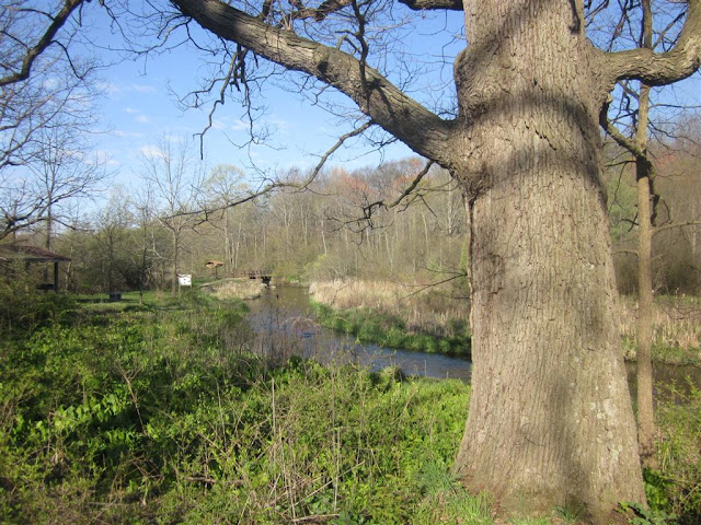 All about trees and plants: Southwest Michigan