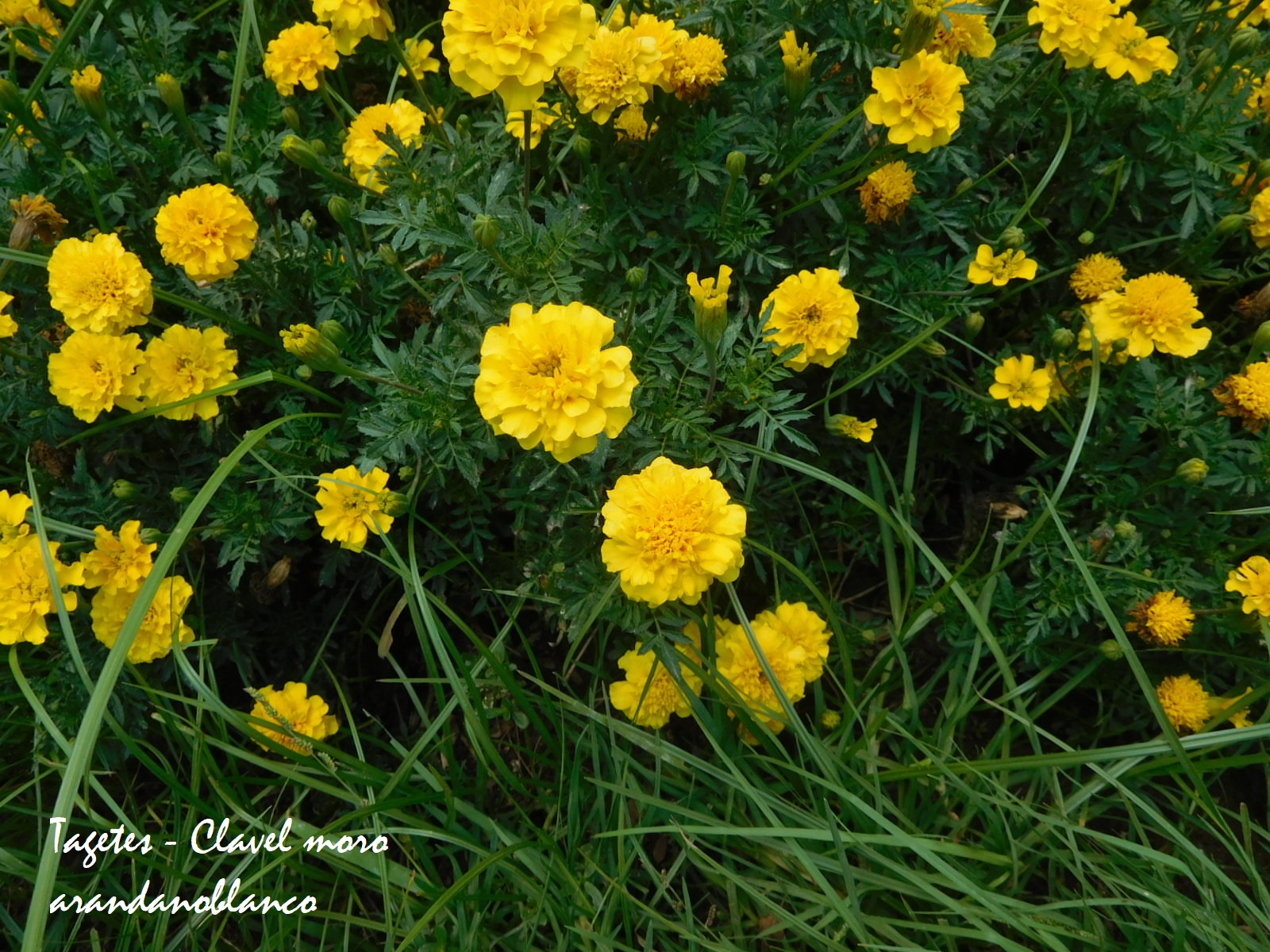 arbustosensevilla-encinarosa: Tajetes erecta / Tajete / Clavel moruno ...