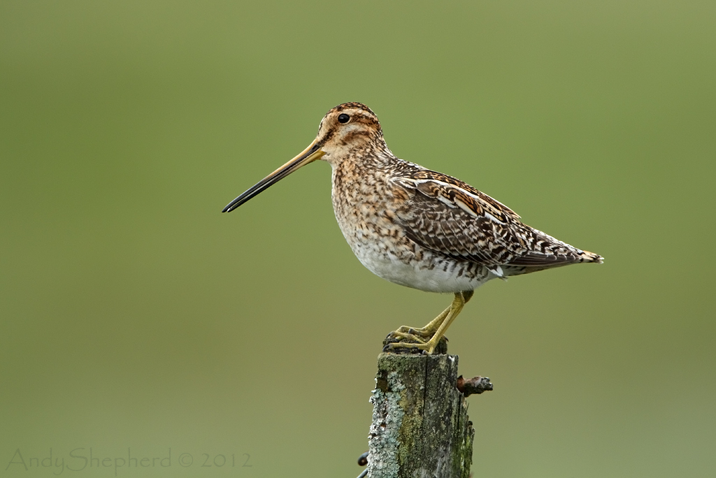 Andy Shepherd Wildlife Photography: Common Snipe continued