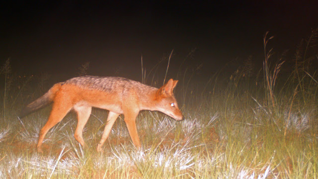 Remote Camera Trap - South Africa: Camera Trap Photo Tricks 102