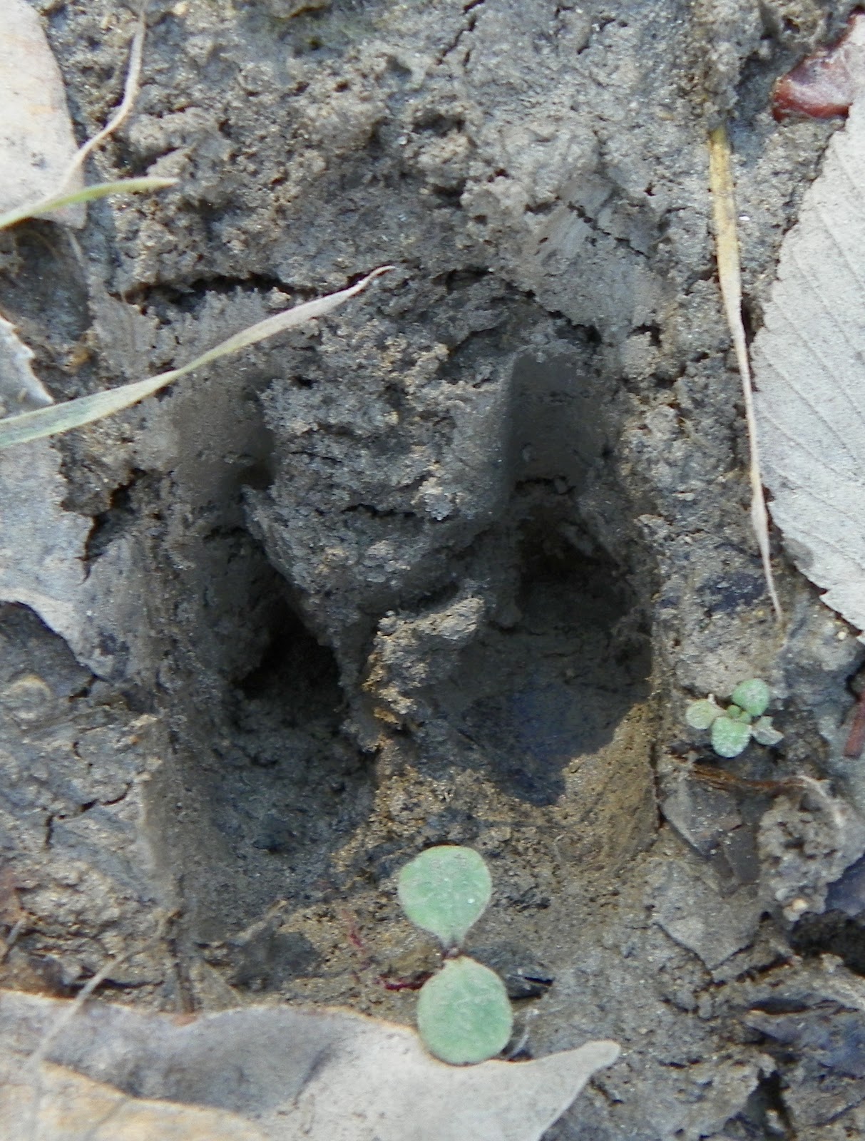 Dallas Trinity Trails: Feral Hogs Occupy North Dallas