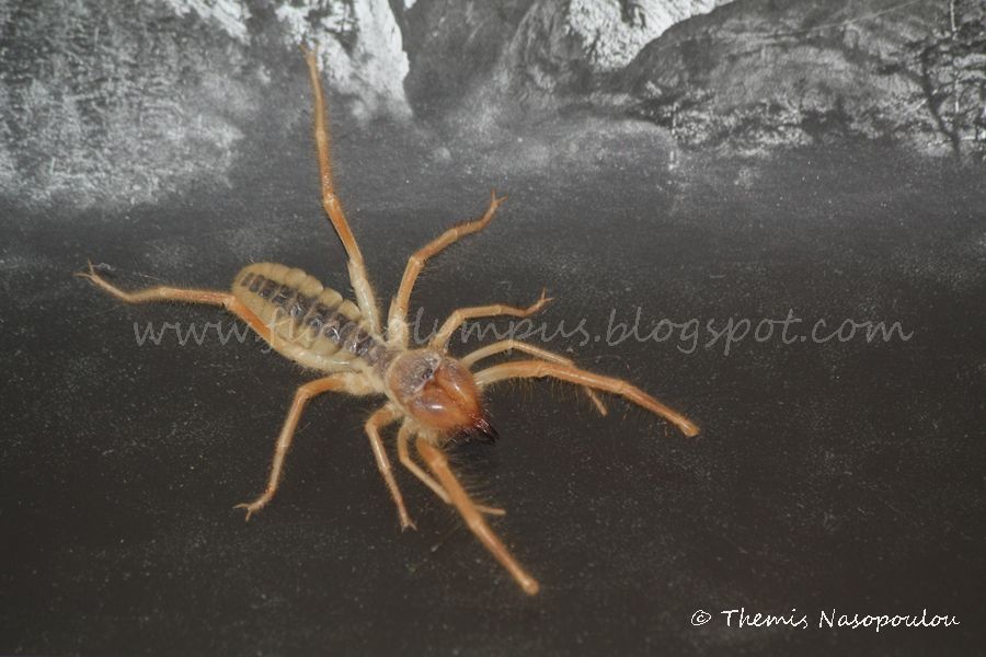 αγριολούλουδα του Ολύμπου: Solifugae στον Όλυμπο - Solifugae at Mt Olympus
