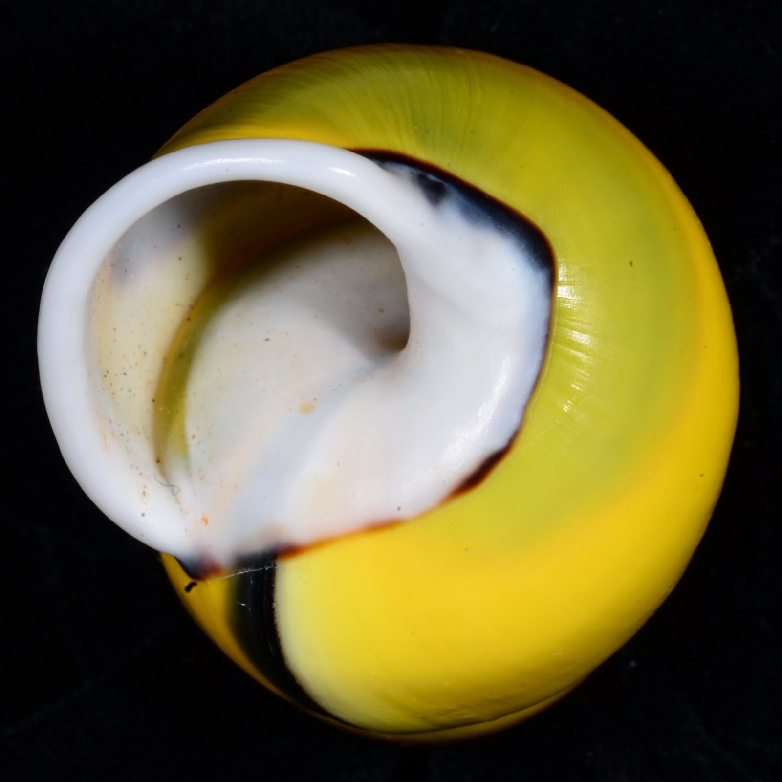 Dr. Lee's Gallery Museum: Amphidromus perversus butoti color form ...