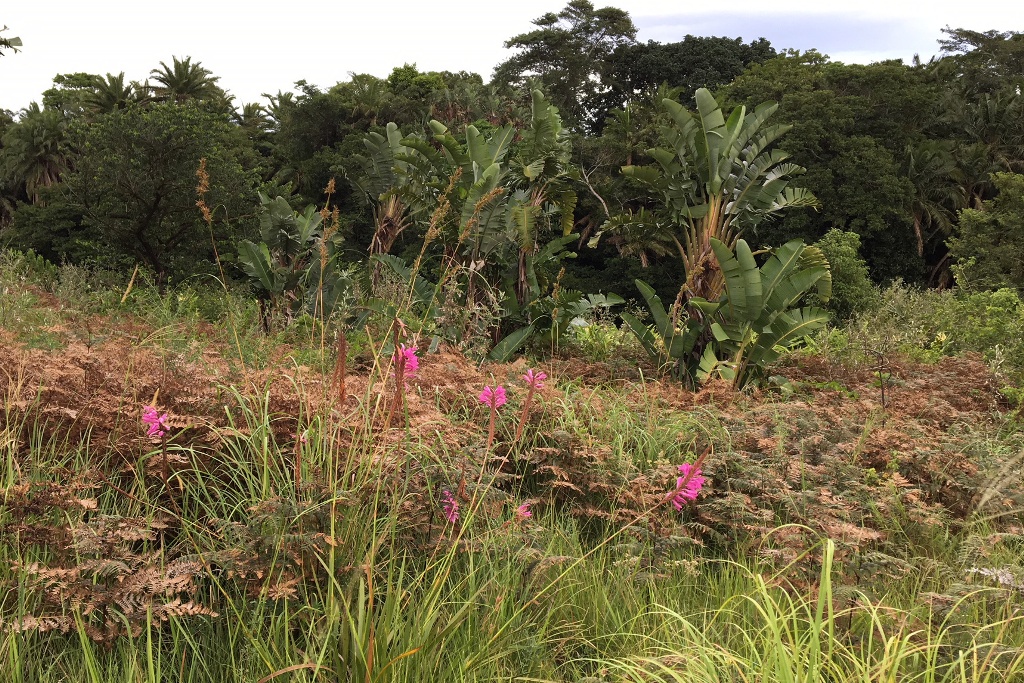 Outing report: River Valley Nature Reserve, Uvongo - 25 February 2018