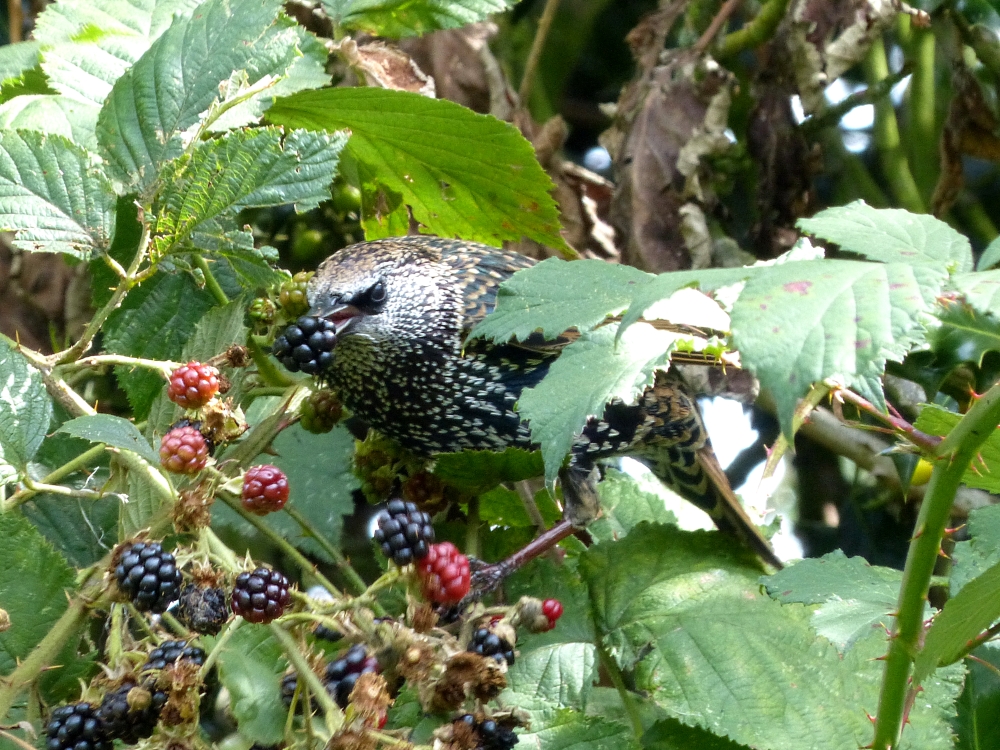 Kensington Gardens and Hyde Park birds