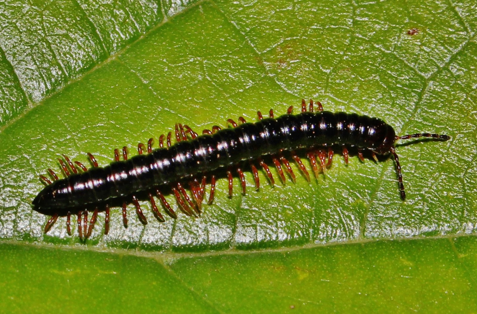 Biodiversity of Cyprus by NGO Protection of the Natural Heritage and ...