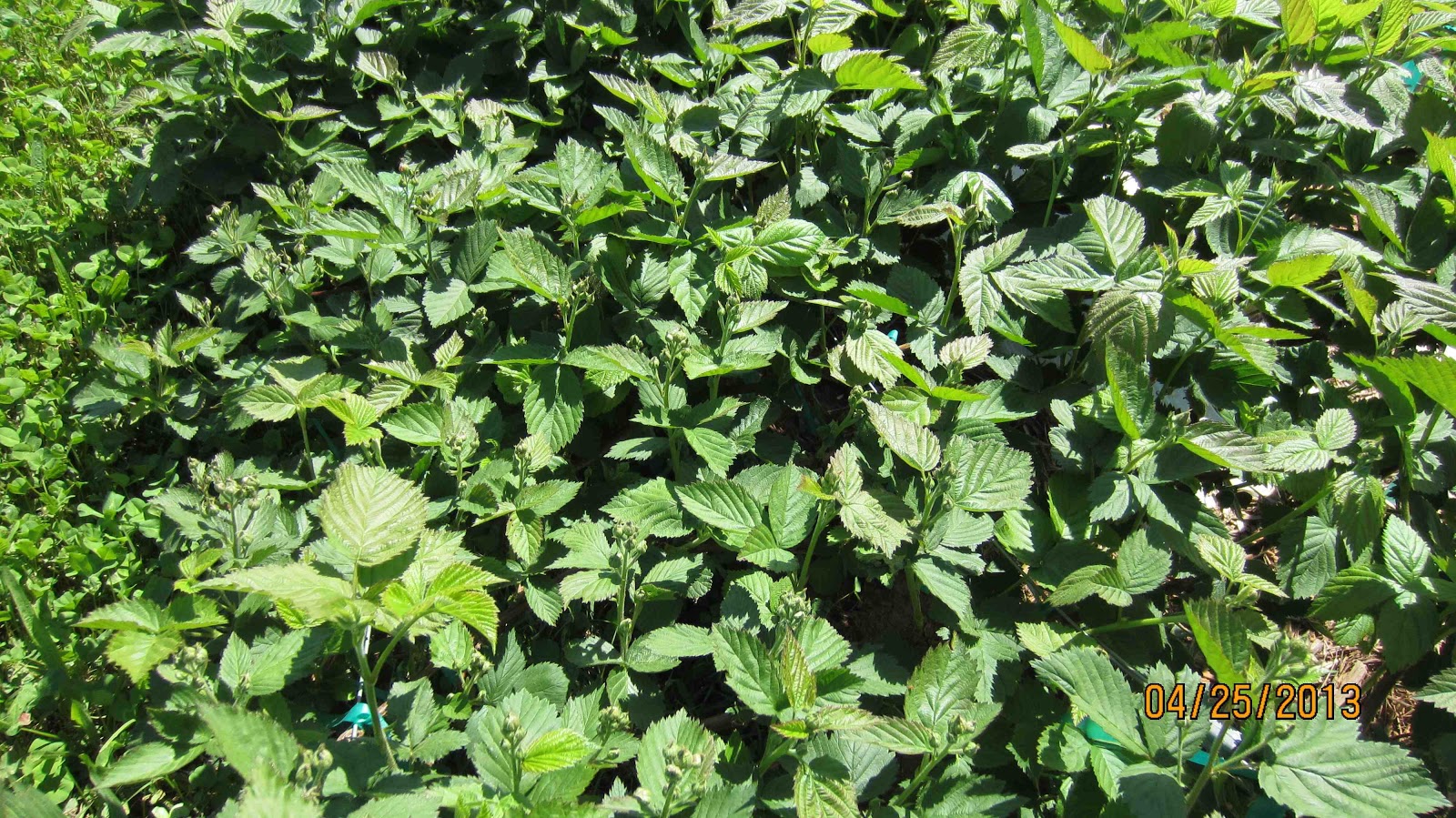 Team Rubus: Buds are tight but not for long!