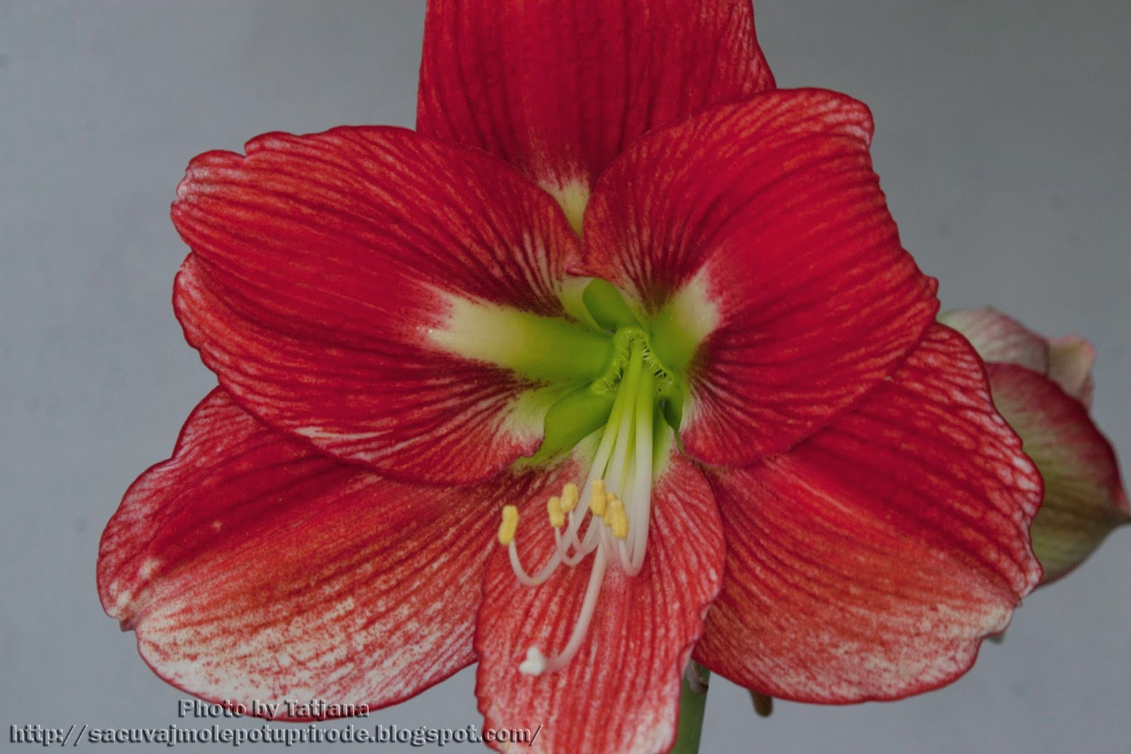 Cvet do cveta - Photo Blogs