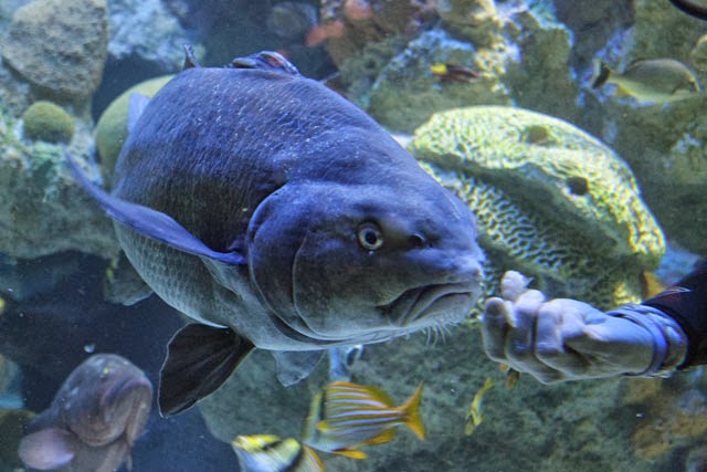 Giant Ocean Tank Divers Blog