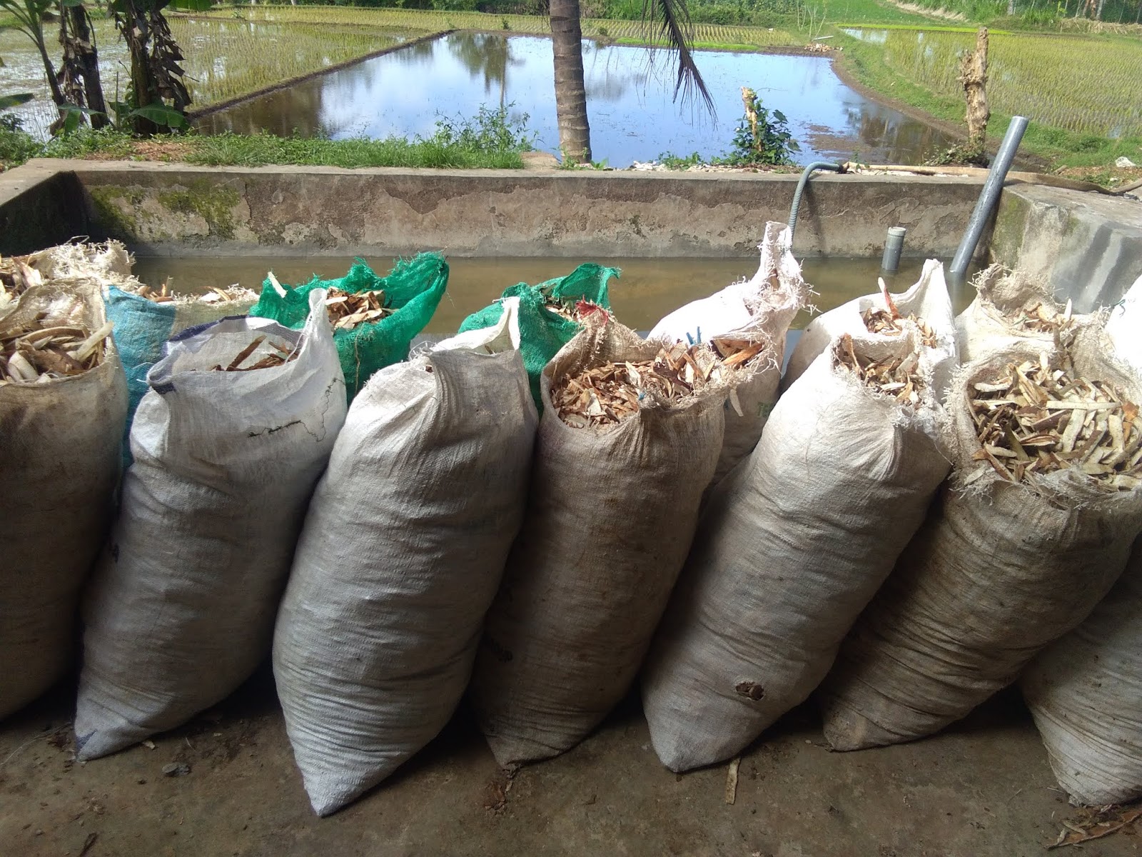 JUAL BORONGAN KULIT SINGKONG Rp 850/kg DAN BONGGOL (PONGKOL) SINGKONG ...