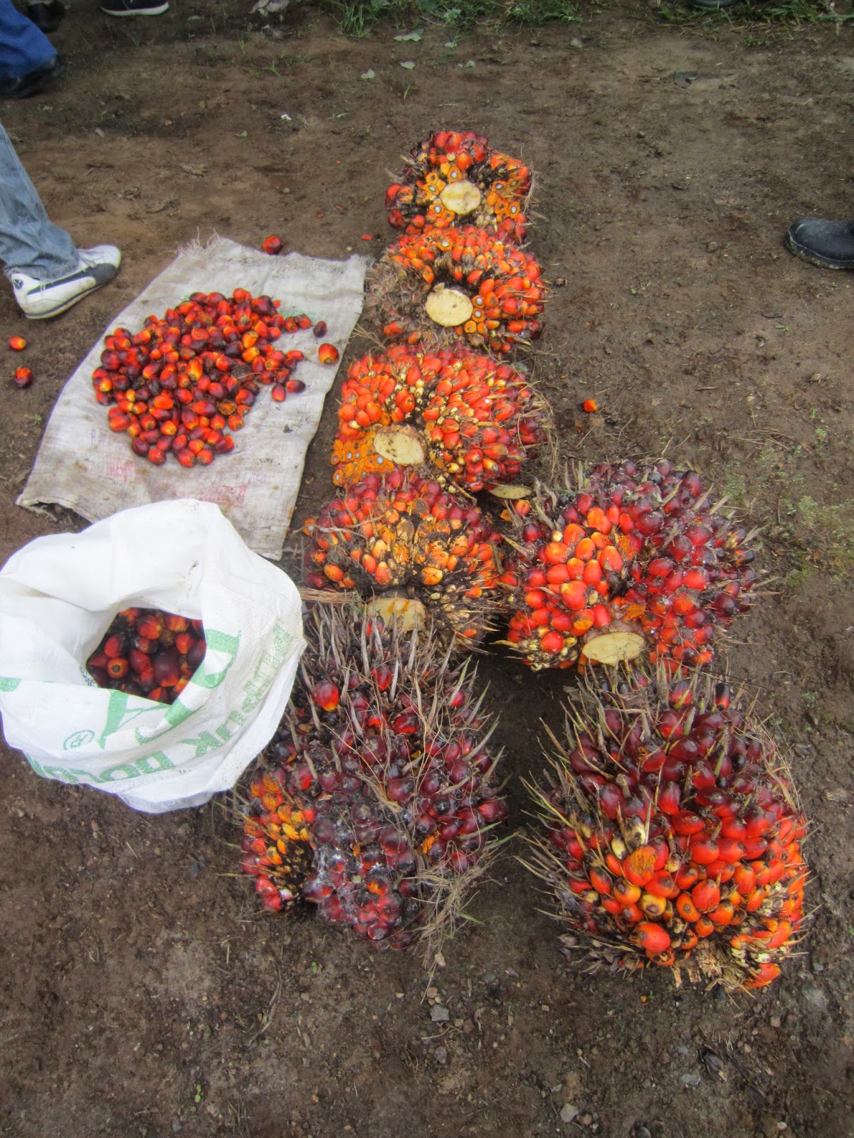 Palm Oil Mill: Sortasi Panen TBS