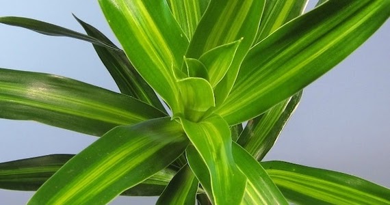 Dunia inovasi: Contoh FLORA dan FAUNA langkah beserta FOTONYA yang ada ...